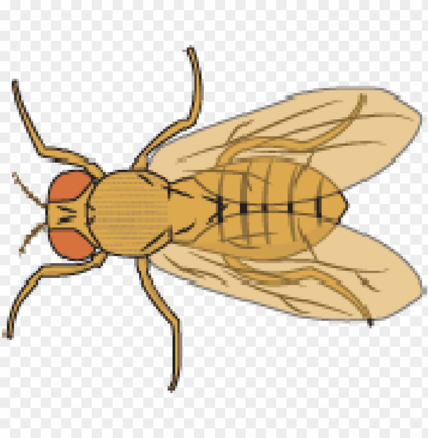 Free download | HD PNG fruit fly PNG transparent with Clear Background ...