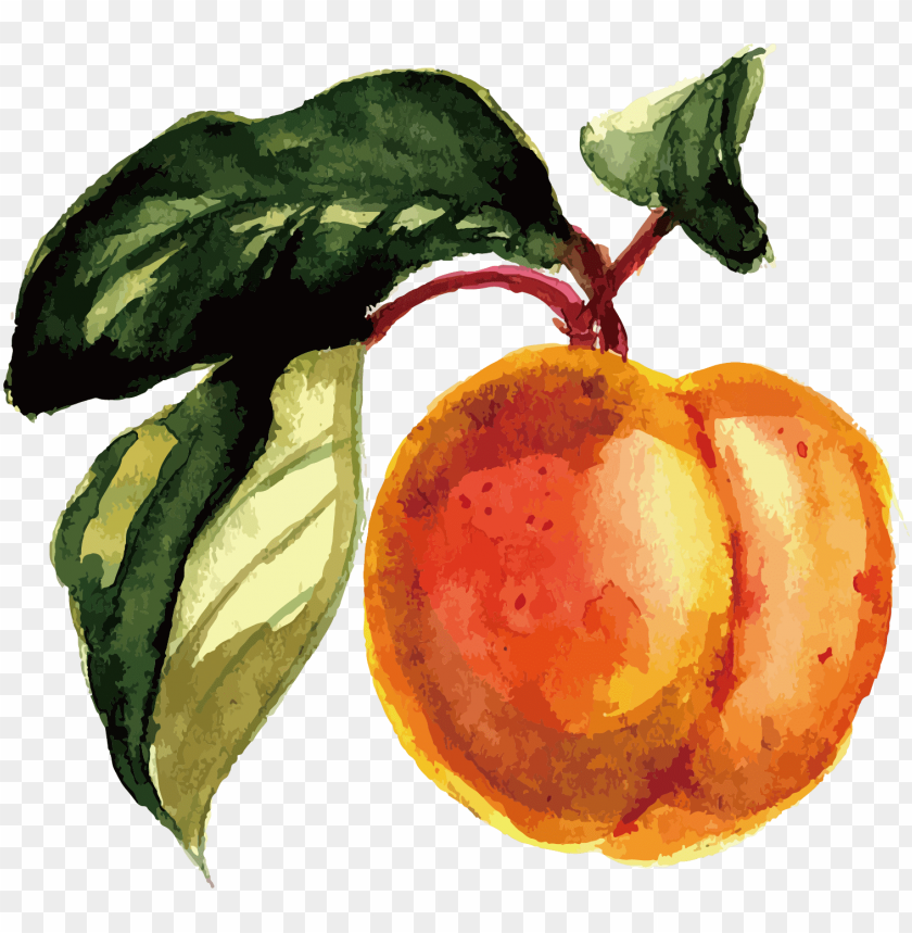 Free download | HD PNG fruit watercolor painting fruit watercolor PNG ...