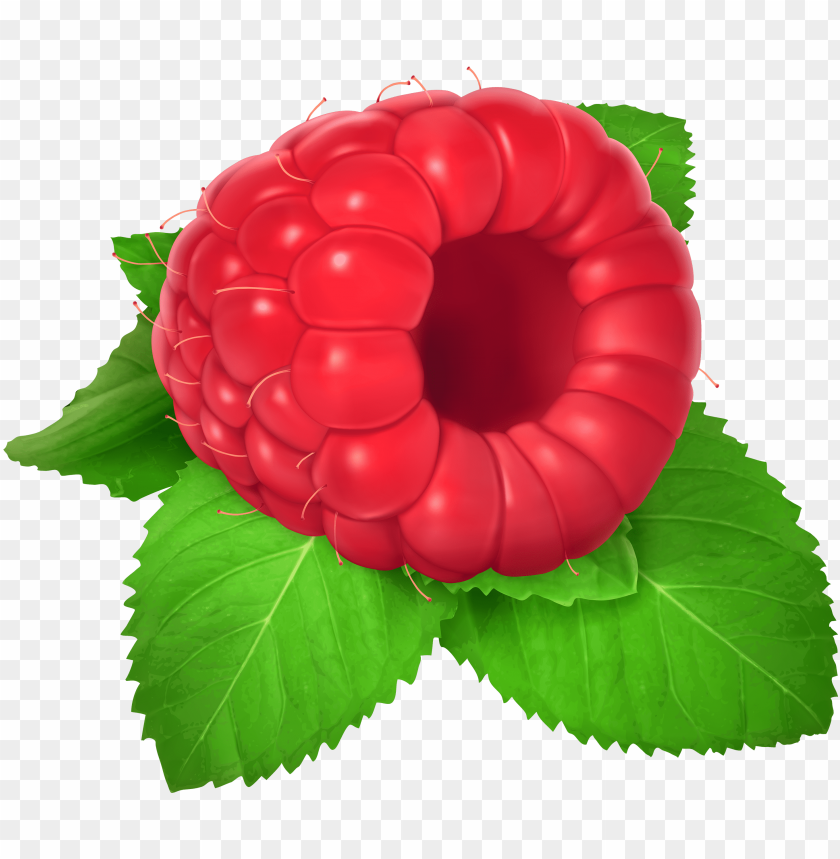 Free download | HD PNG fruits clipart raspberry raspberry clipart PNG ...