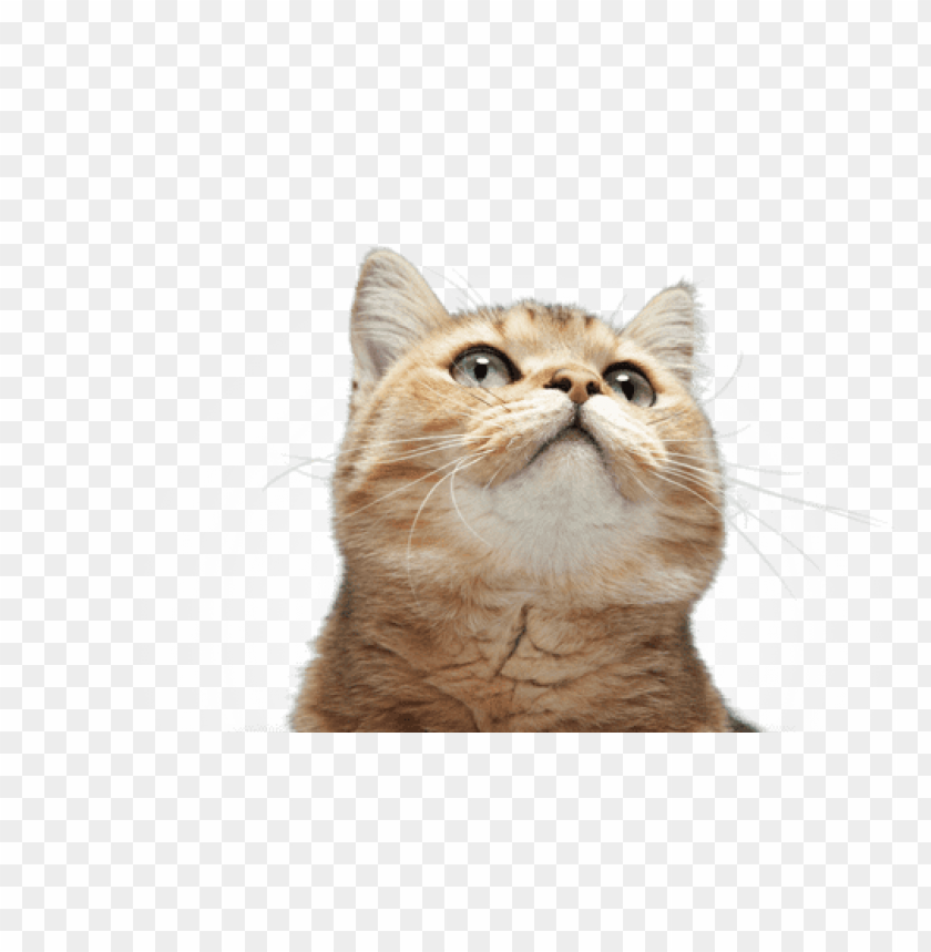 Free download | HD PNG fun cat facts cute cat looking up PNG ...