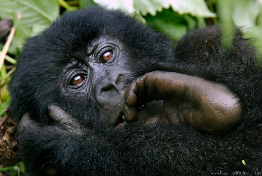 Free download | HD PNG fur hand monkey wallpaper background best stock ...