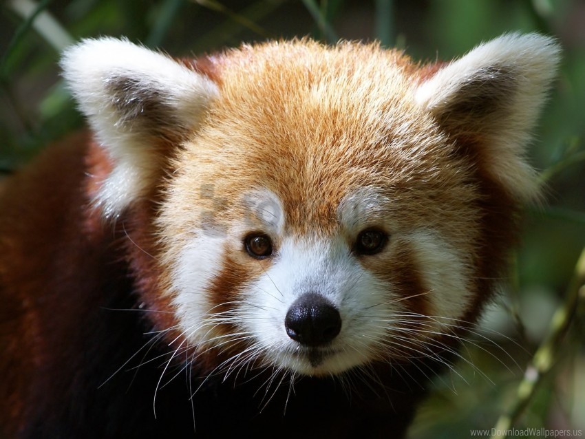 Free download | HD PNG fur muzzle red panda wallpaper background best ...