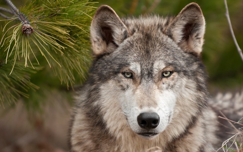 Free download | HD PNG fur snout wolf wallpaper background best stock ...