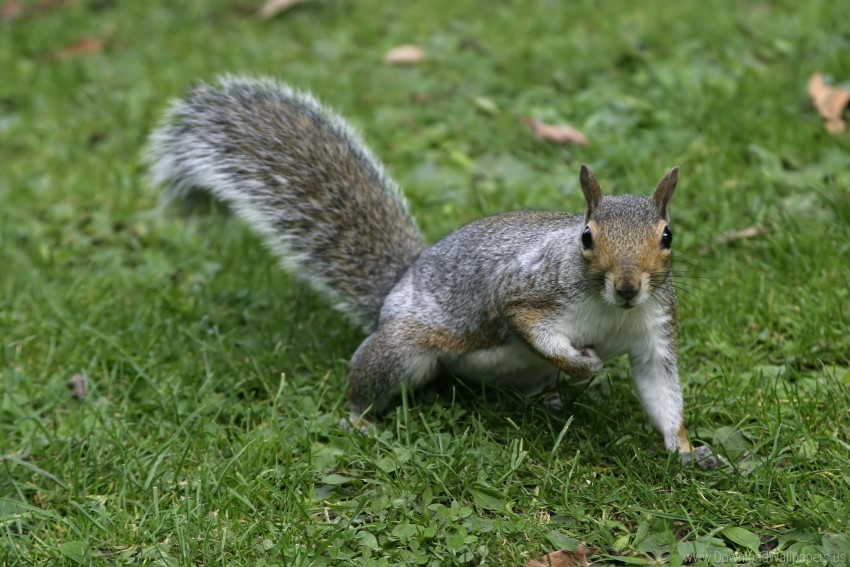 Free download | HD PNG furry grass squirrel tail wallpaper background ...