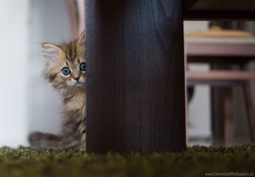 Free download | HD PNG furry hide kitty wallpaper background best stock ...