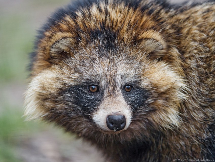 Free download | HD PNG furry mammal raccoon snout wallpaper background ...