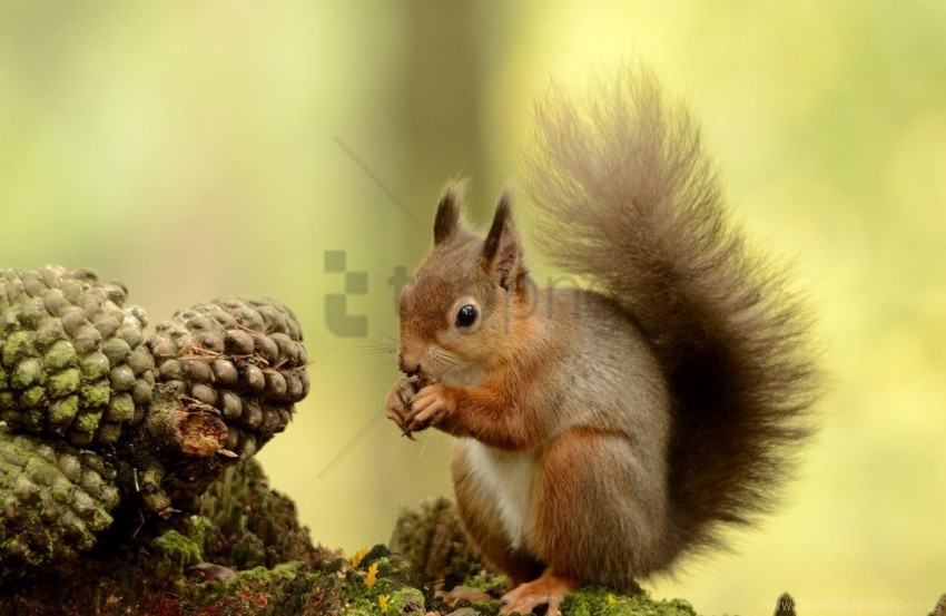 Free download | HD PNG furry squirrel tail tree wallpaper background ...