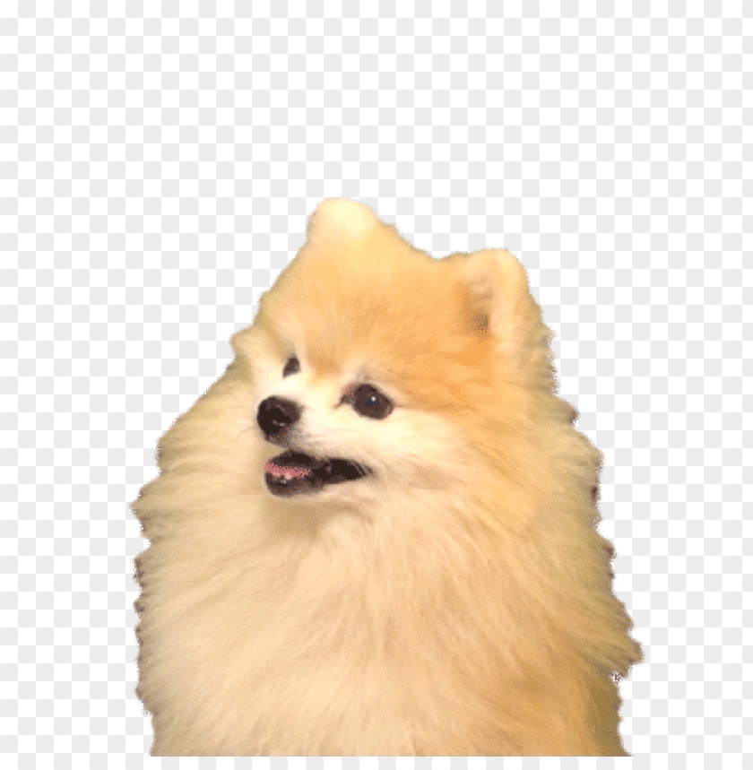 Free download | HD PNG gabe the dog bork PNG transparent with Clear ...