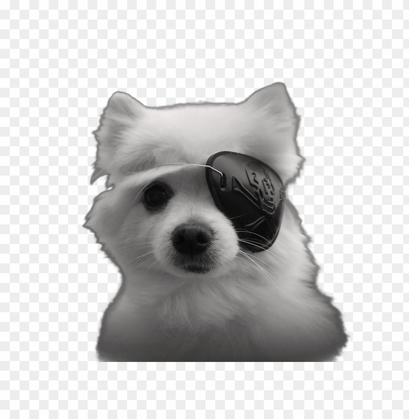 Free download | HD PNG gabe the dog eyepatch PNG transparent with Clear Background ID 473576 ...