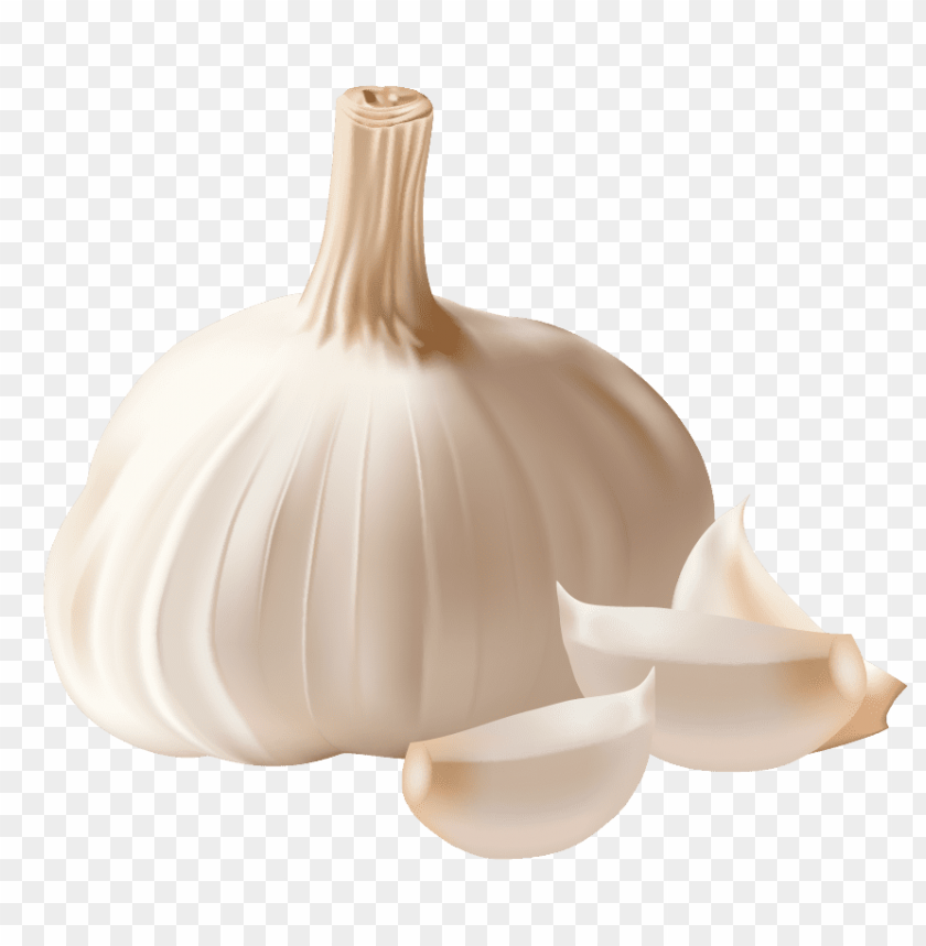 Free download | HD PNG detailed white garlic bulb with root png clipart ...