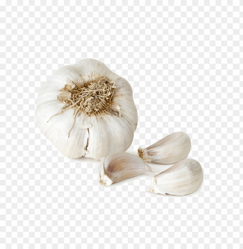 Free download | HD PNG Transparent garlic with peeled cloves png PNG ...