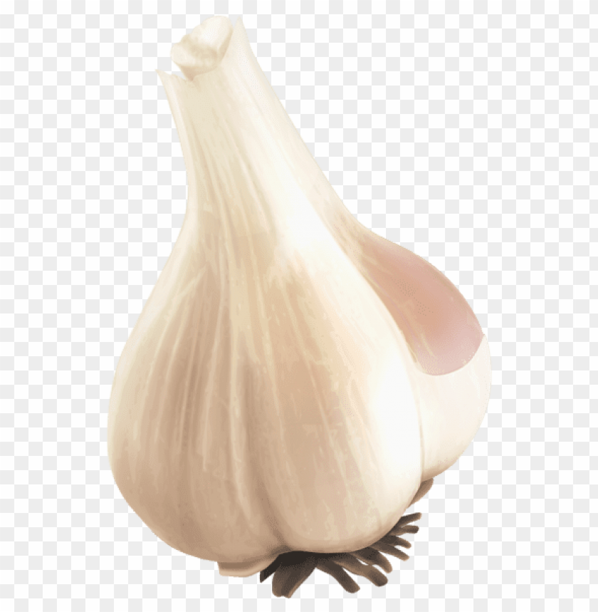 Free download | HD PNG Transparent garlic illustration with detailed ...