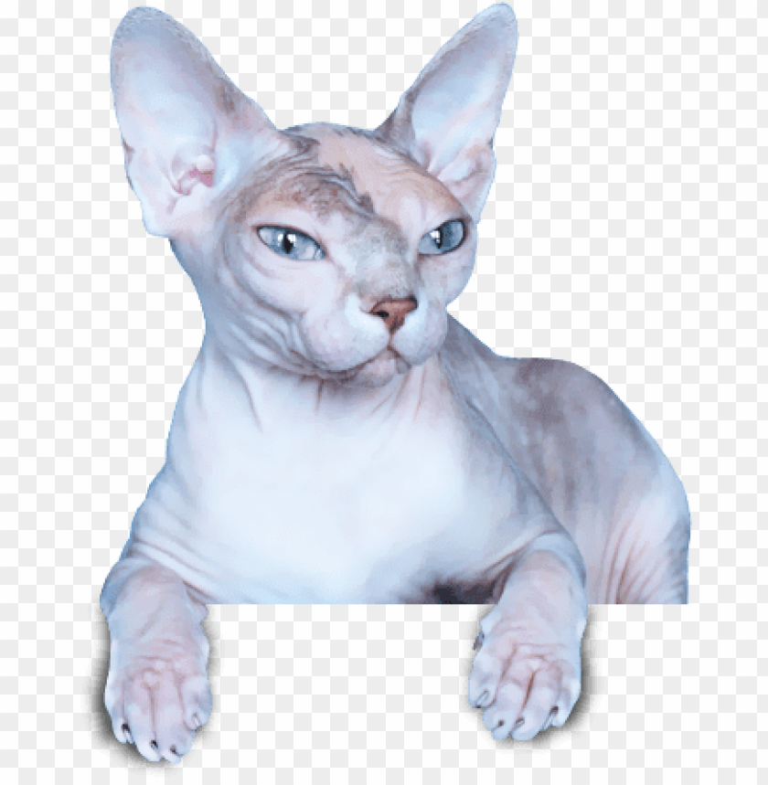 Free download | HD PNG gato egipcio PNG transparent with Clear ...