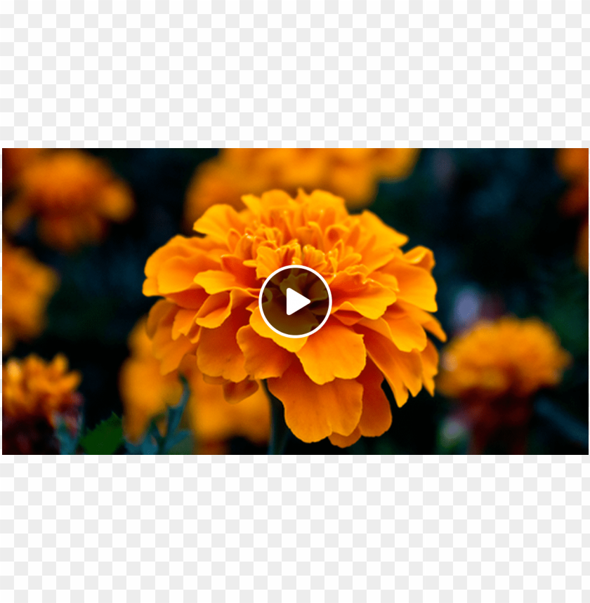 Free download | HD PNG genda phool PNG transparent with Clear ...