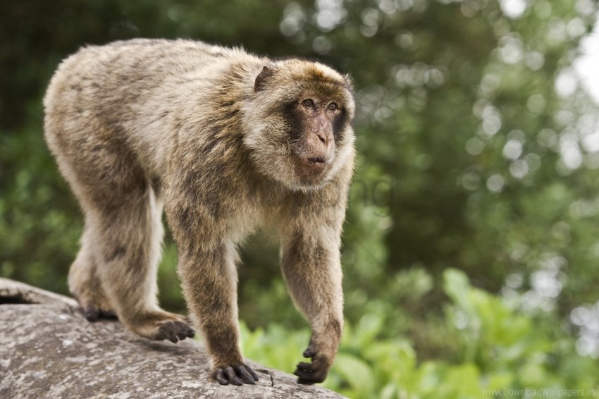 Free download | HD PNG gesture monkey stand wallpaper background best ...