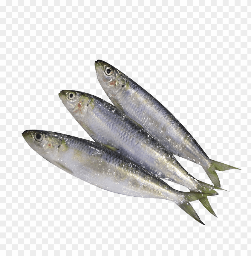 Free download | HD PNG ghol fish photo | TOPpng