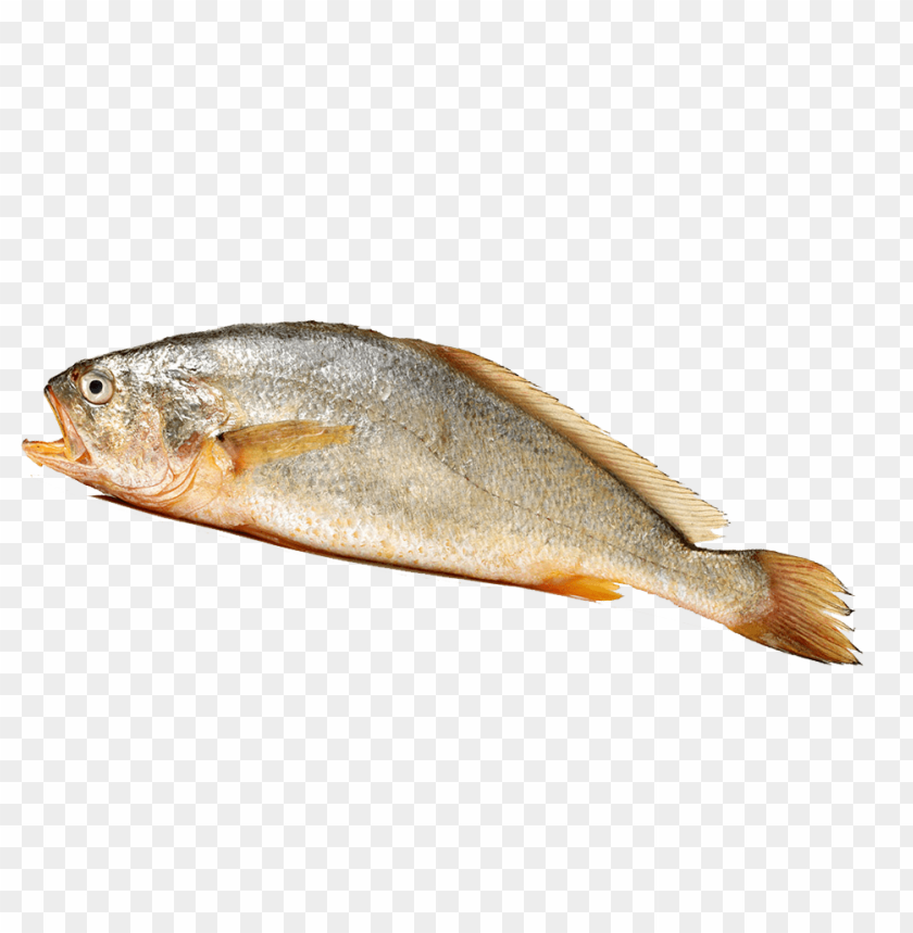 Free download | HD PNG ghol fish png png images background - Image ID ... Free download | HD PNG ghol fish png png images background - Image ID ...