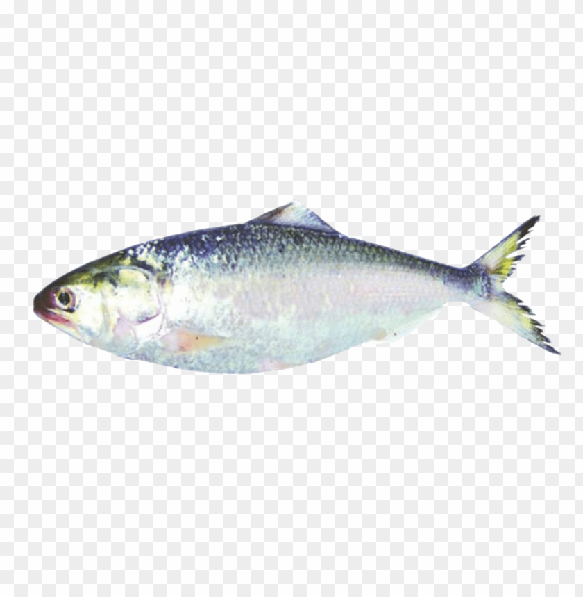 Fish Protein cutout PNG & clipart images | TOPpng