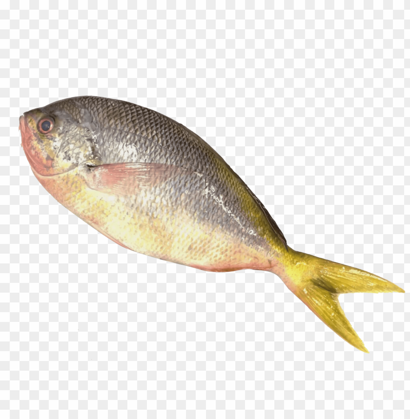 Free download | HD PNG ghol fish s | TOPpng
