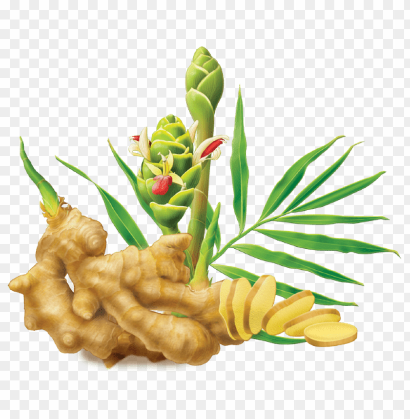 Free download | HD PNG ginger root with leaves png PNG images with ...