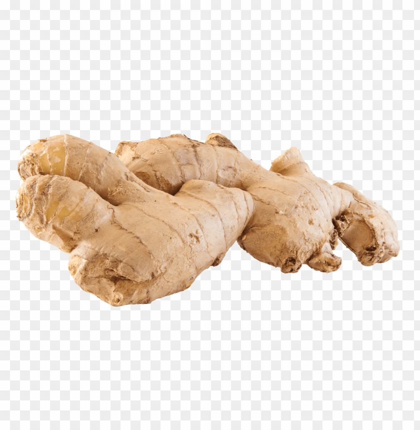 Free download | HD PNG fresh ginger root with rough beige skin png PNG ...