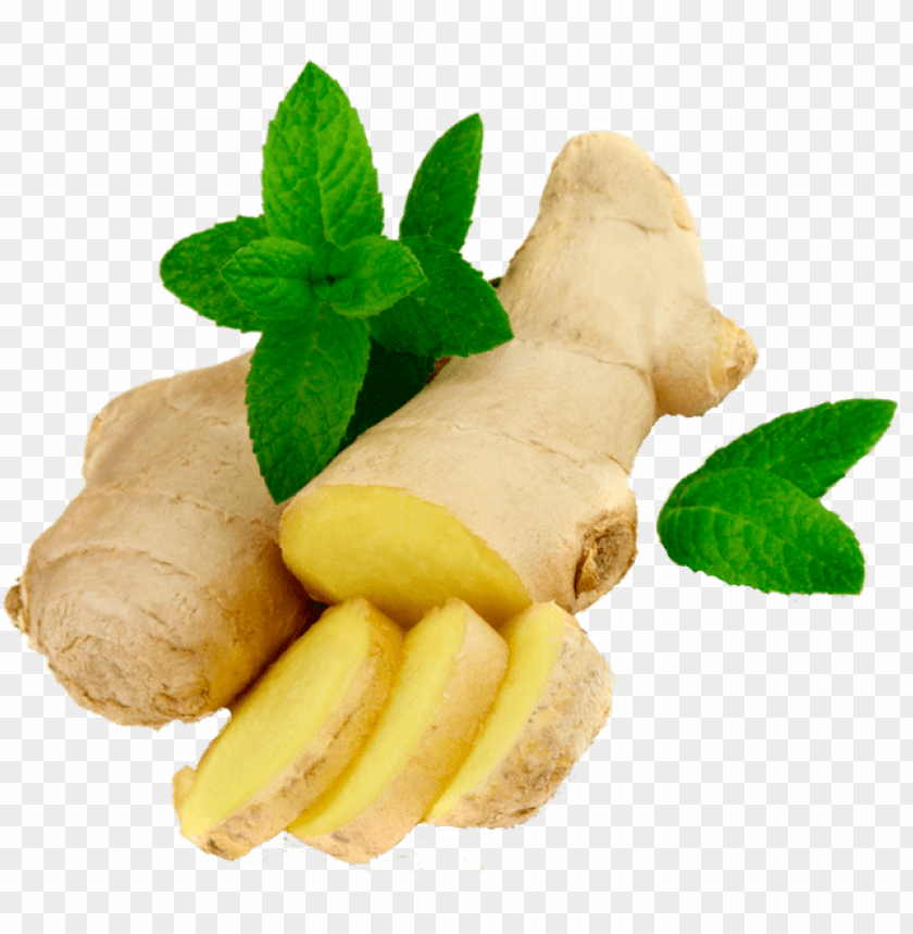 Free download | HD PNG ginger root with small green leaves png PNG ...
