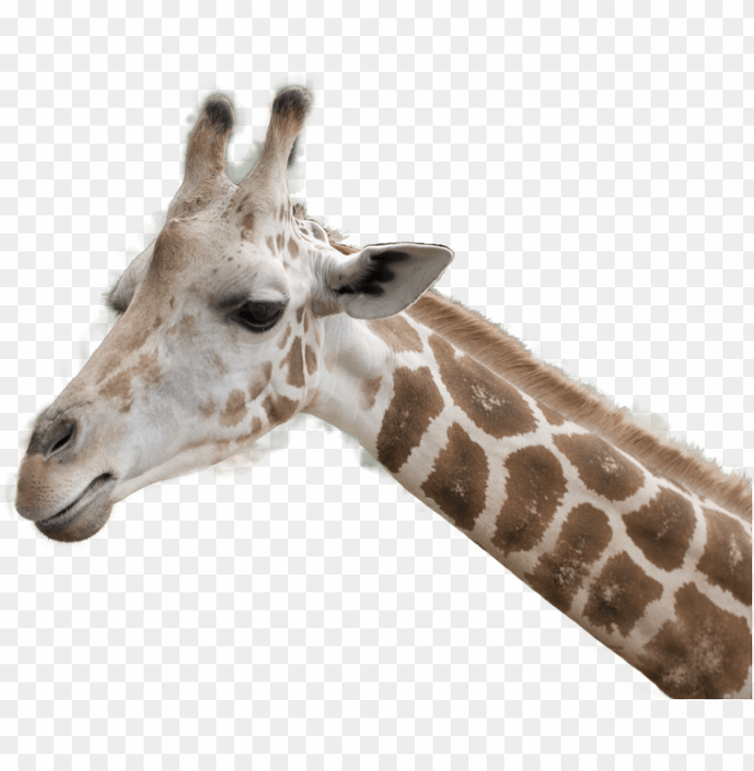 Free download | HD PNG giraffes head turned sideways with long neck ...
