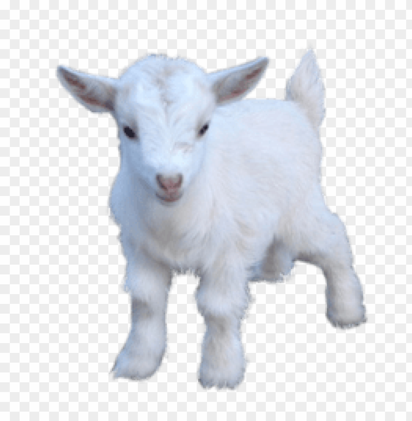 Free download | HD PNG white baby goat standing with fluffy fur and ...
