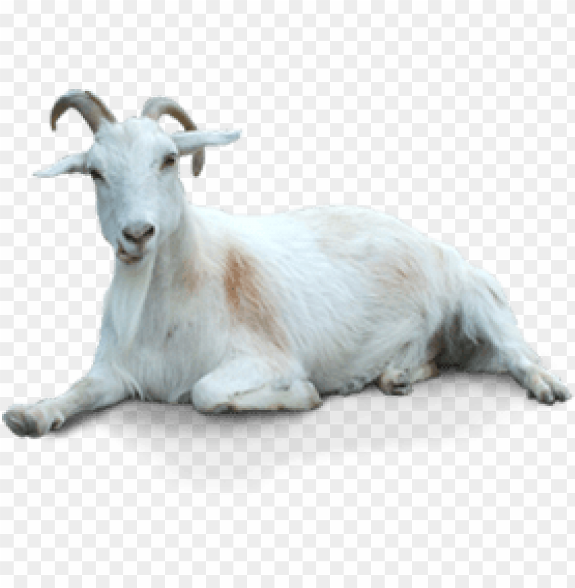 Free download | HD PNG white goat lying down with long fur and peaceful ...