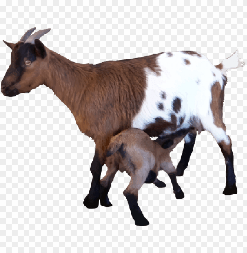 Free download | HD PNG brown goat standing beside a smaller spotted kid ...