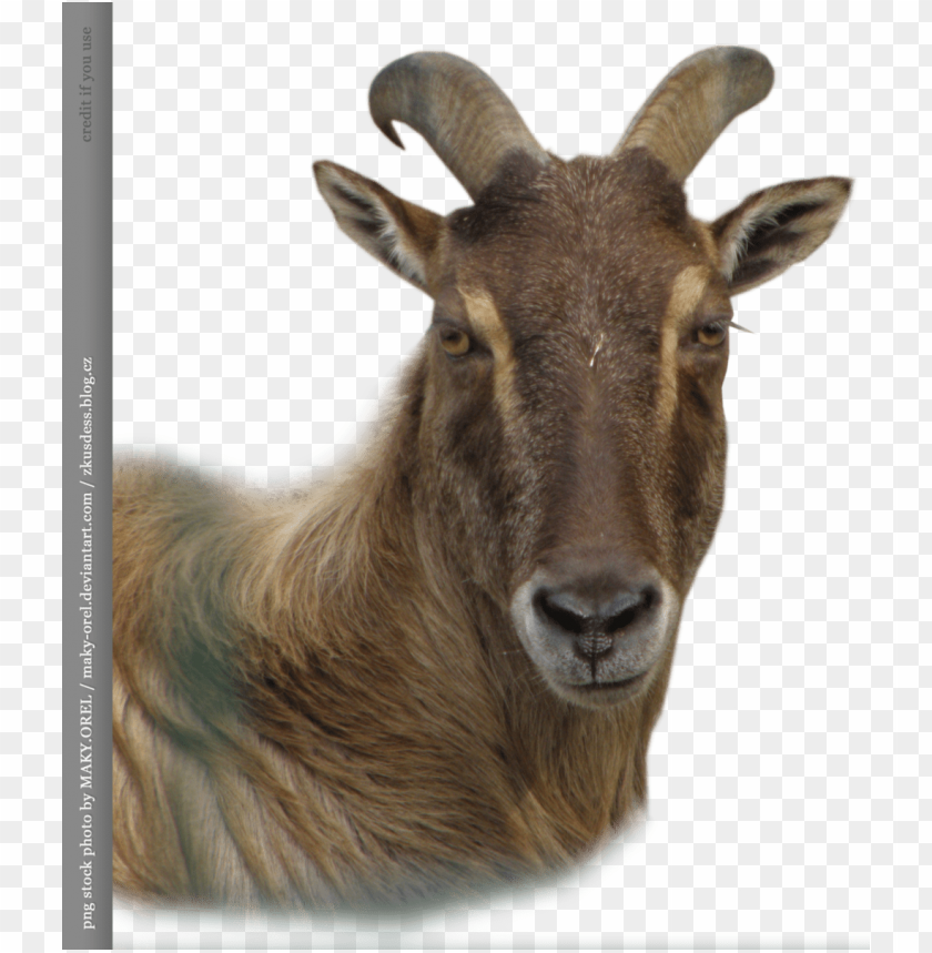 Free download | HD PNG goat png PNG transparent with Clear Background ...