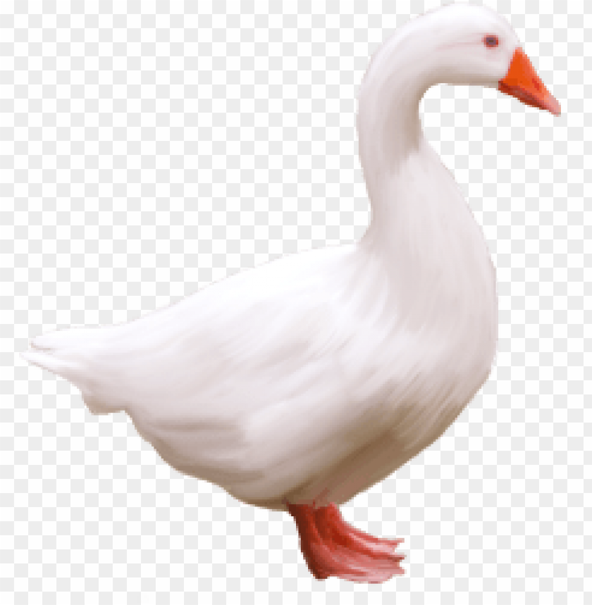Free download | HD PNG white goose standing with orange beak and calm ...