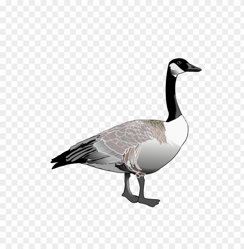 Free download | HD PNG canadian goose standing with black neck and ...