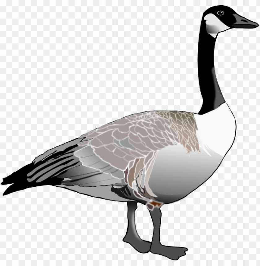 Free download | HD PNG goose | TOPpng