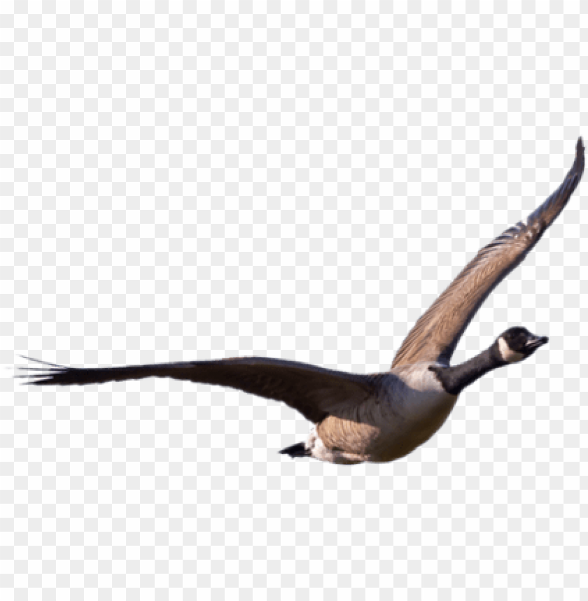 Free download | HD PNG flying goose with outstretched wings gliding ...