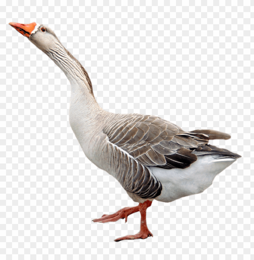 Free download | HD PNG brown goose standing with neck turned looking ...