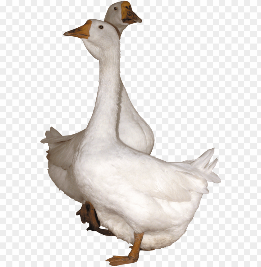 Free download | HD PNG goose | TOPpng