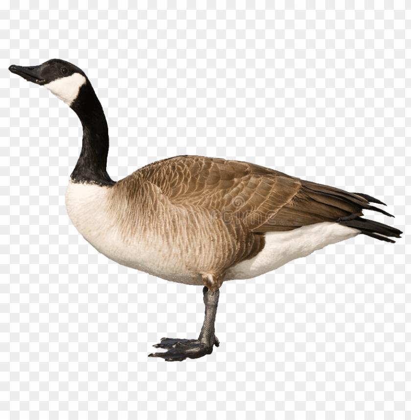 Free download | HD PNG goose free s | TOPpng