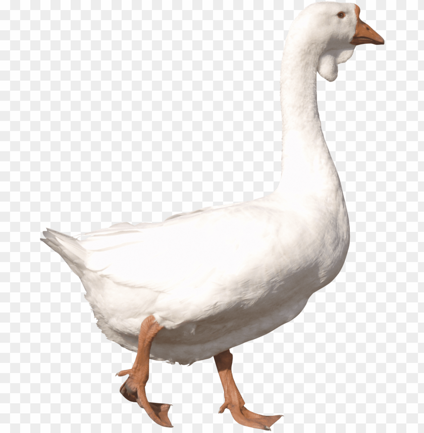 Free download | HD PNG goose png pics | TOPpng