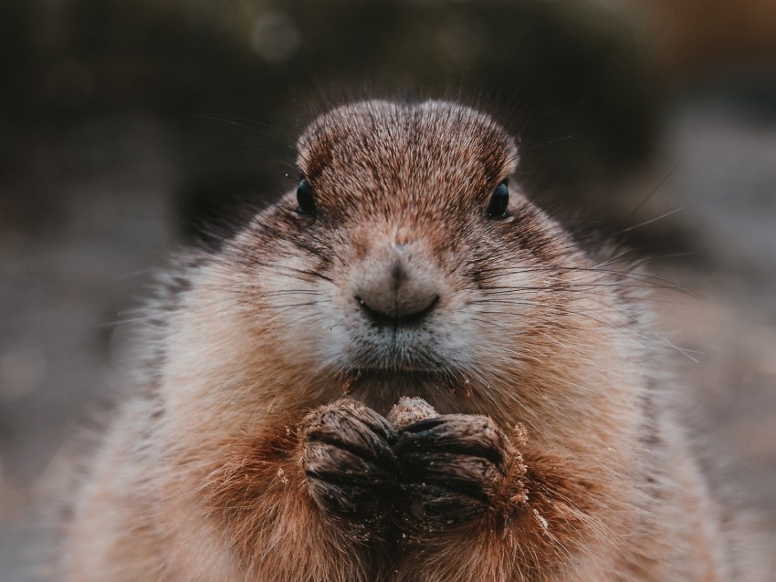 Free download | HD PNG gopher food fluffy animal cute 4k wallpaper | TOPpng