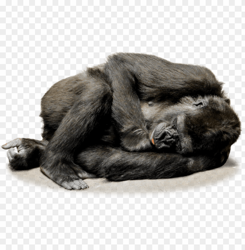 Free download | HD PNG gorilla resting png images background - Image ID 65400 | TOPpng