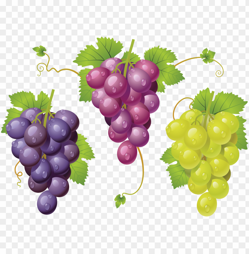 Free download | HD PNG colorful grapes bunch transparent clipart png ...