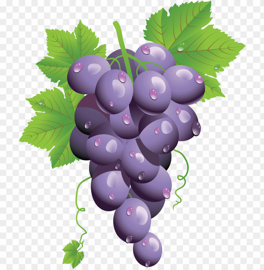 Free download | HD PNG fresh blue grapes png clipart png photo - 28495 | TOPpng