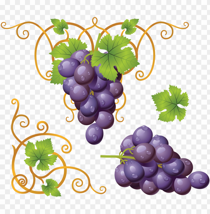 Free download | HD PNG grapes clipart png photo - 28496 | TOPpng