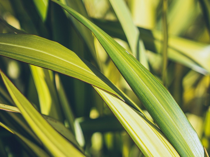 Free download | HD PNG grass green macro plant leaves 4k wallpaper | TOPpng
