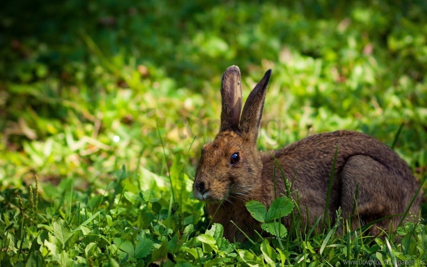 Free download | HD PNG grass hare hide lie rabbit wallpaper background ...