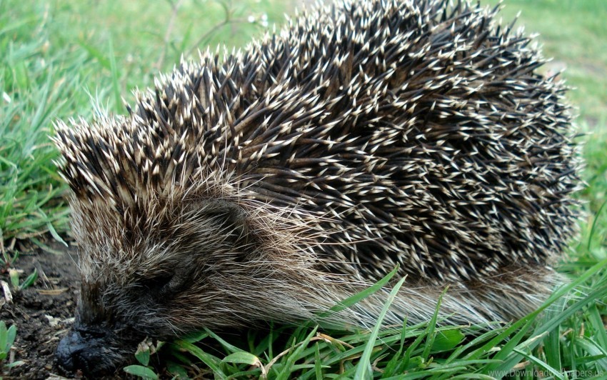 Free download | HD PNG grass hedgehog thorns wallpaper background best ...