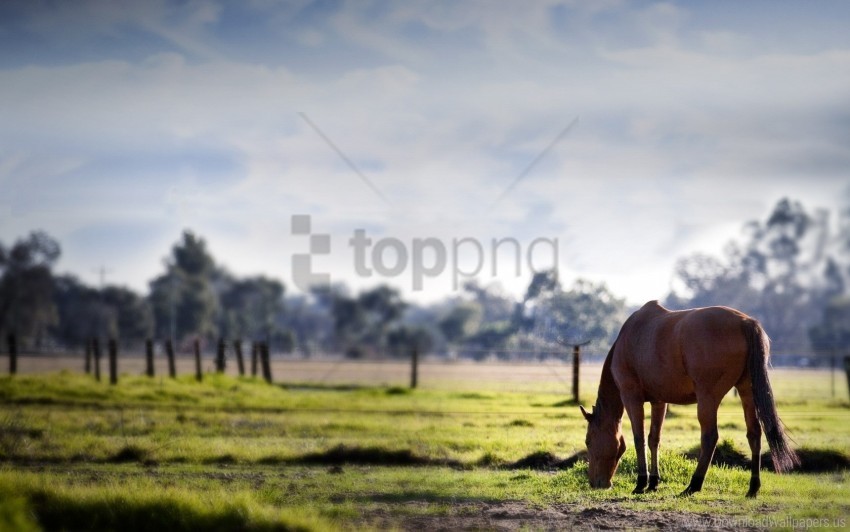 Free download | HD PNG grass horse trees walk wallpaper background best ...