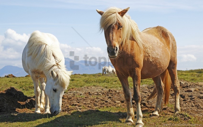 Free download | HD PNG grass horses ponies wallpaper background best ...