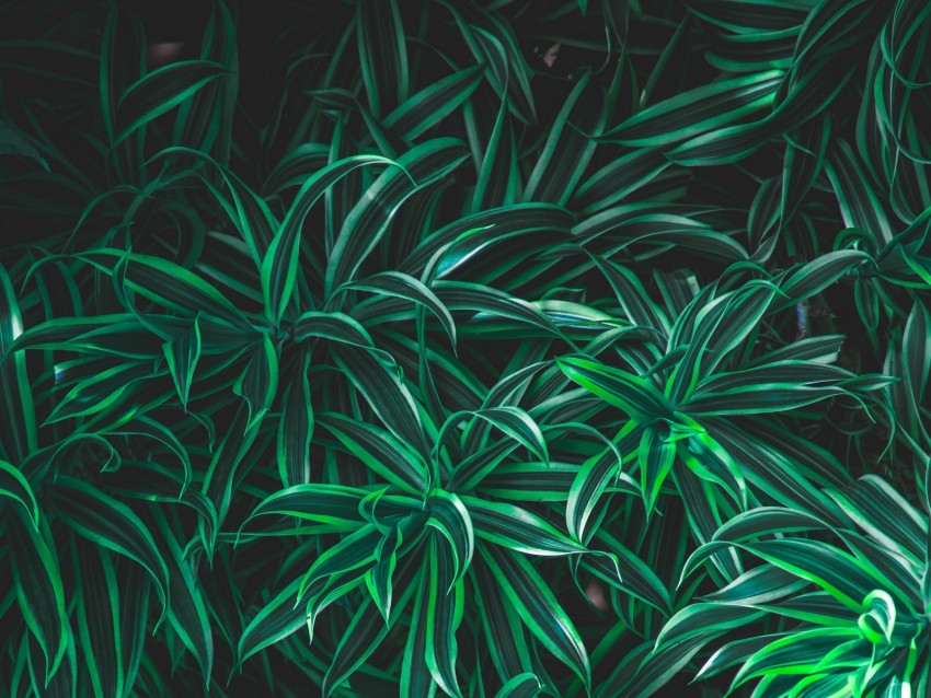 Free download | HD PNG grass leaves striped plant vegetation 4k ...